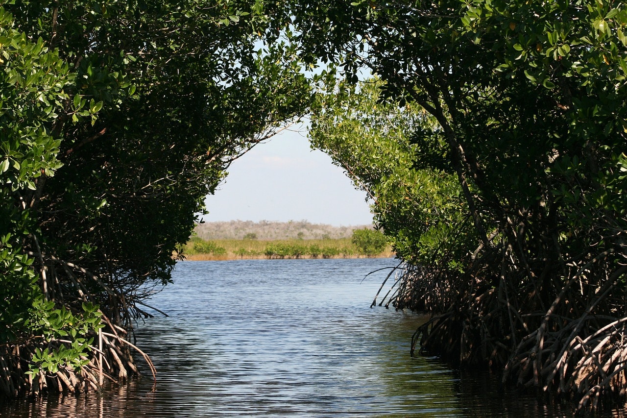 All you Need to Know about Florida Mangrove Trees - Ecomersion