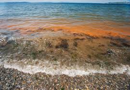 Red Tide - Ecomersion